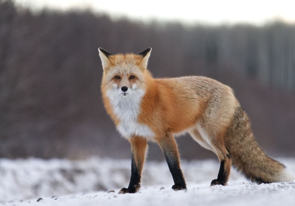 Land Stewardship – Fort Nelson First Nation